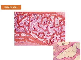 bone full chapter for "oral biology".pdf