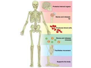 bone full chapter for "oral biology".pdf