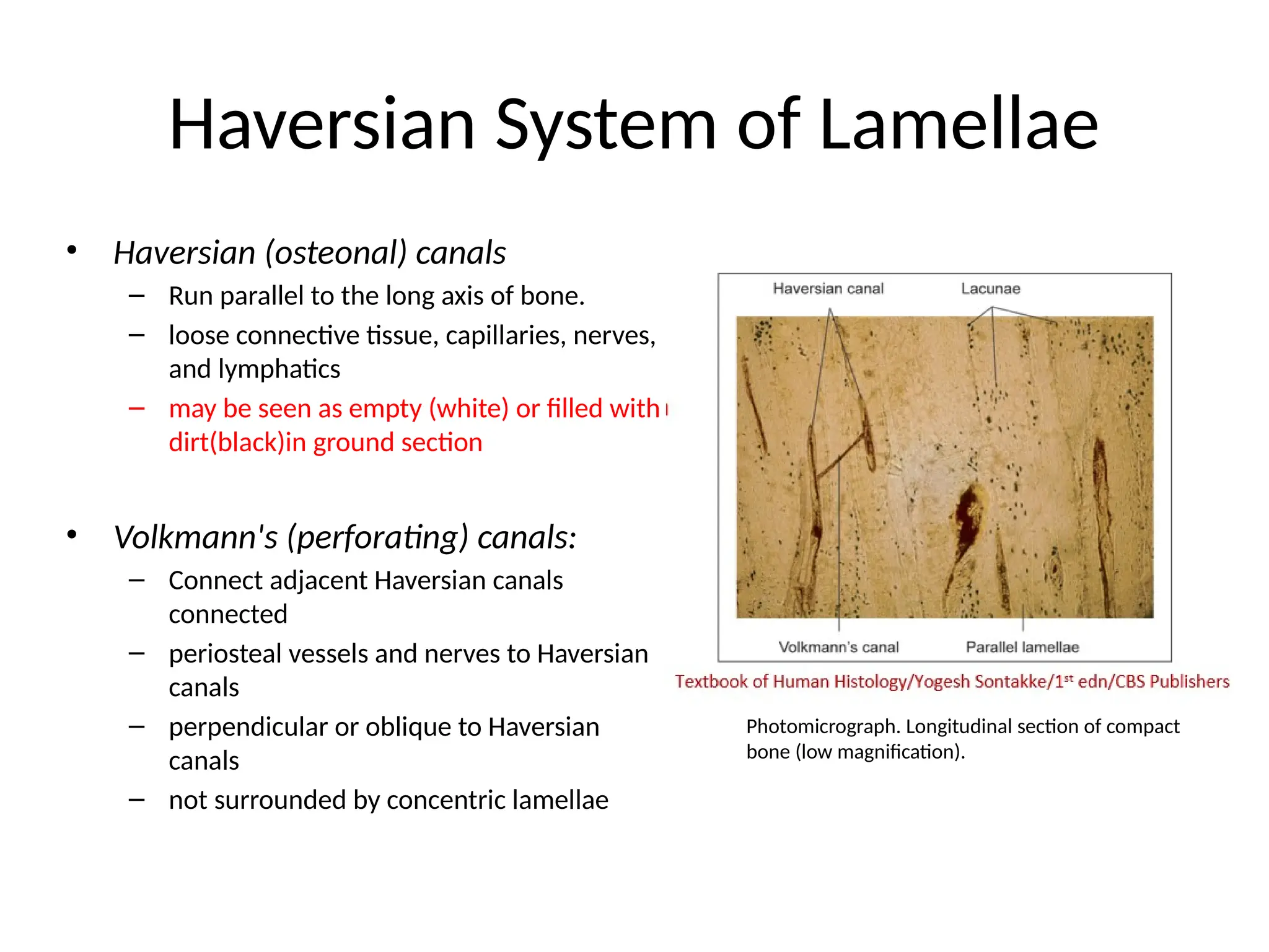 Bone 1st year anatomy and histology mbbs.pptx