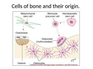 Bone 1st year anatomy and histology mbbs.pptx