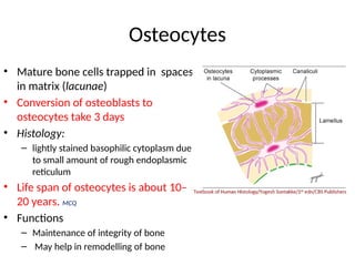 Bone 1st year anatomy and histology mbbs.pptx