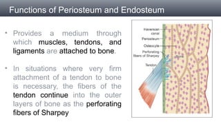 Histology bone anatomy general features.ppt