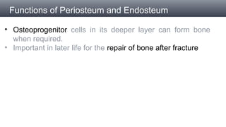 Histology bone anatomy general features.ppt