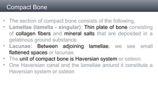 Histology bone anatomy general features.ppt