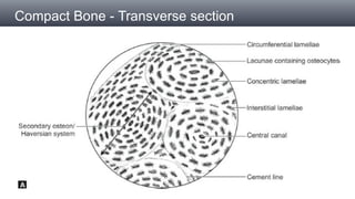 Histology bone anatomy general features.ppt