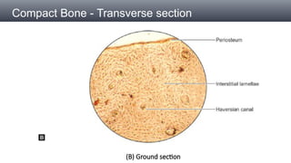 Histology bone anatomy general features.ppt