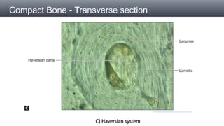 Histology bone anatomy general features.ppt