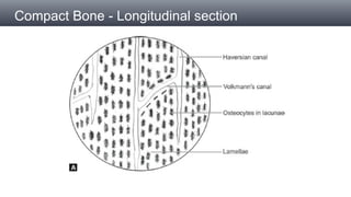 Histology bone anatomy general features.ppt