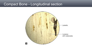 Histology bone anatomy general features.ppt