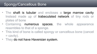 Histology bone anatomy general features.ppt