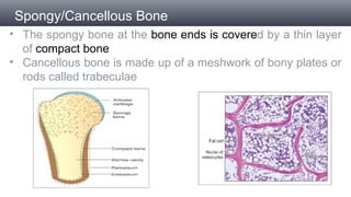 Histology bone anatomy general features.ppt