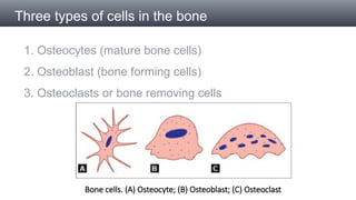 Histology bone anatomy general features.ppt