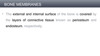Histology bone anatomy general features.ppt