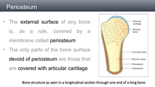 Histology bone anatomy general features.ppt