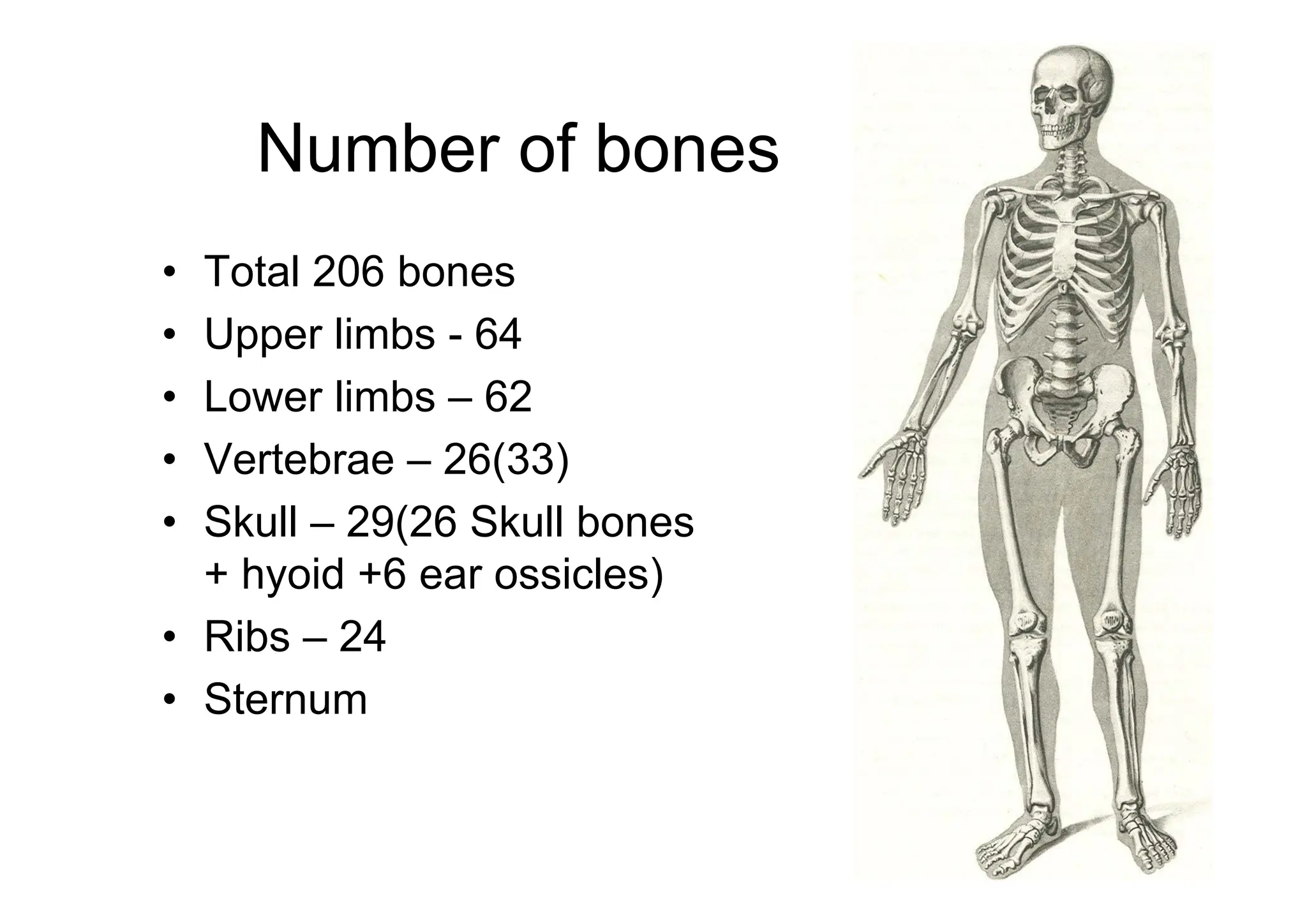 Bones in anatomy of the human body. Anatomy | PDF