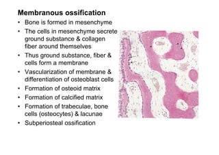 Bones in anatomy of the human body. Anatomy | PDF