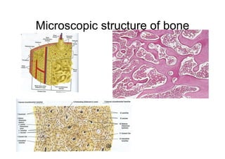 Bones in anatomy of the human body. Anatomy | PDF