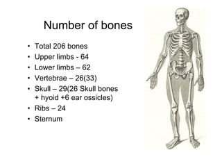Bones in anatomy of the human body. Anatomy | PDF