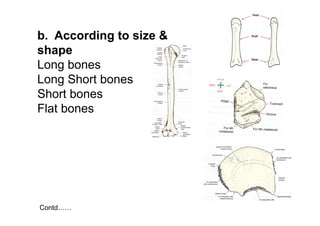 Bones in anatomy of the human body. Anatomy | PDF