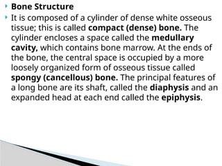 BONE.power point presentation anatomy and physiology | PPTX