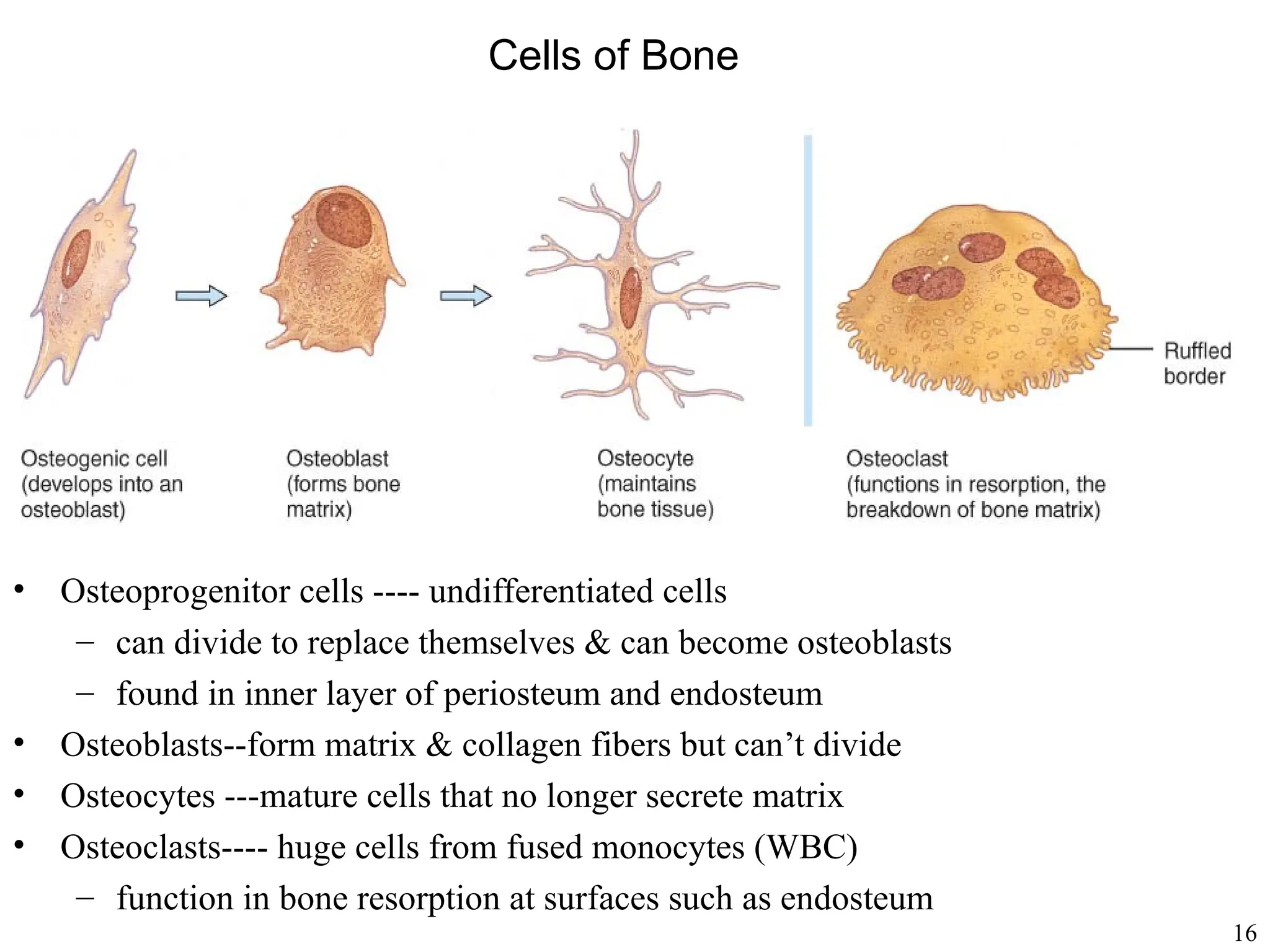 BONE-TYPES,CLASSIFICATION,HISTOLOGY,FRACTURE, | PPT