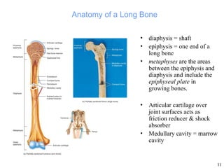 BONE-TYPES,CLASSIFICATION,HISTOLOGY,FRACTURE, | PPT