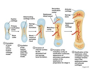 BONE-TYPES,CLASSIFICATION,HISTOLOGY,FRACTURE, | PPT