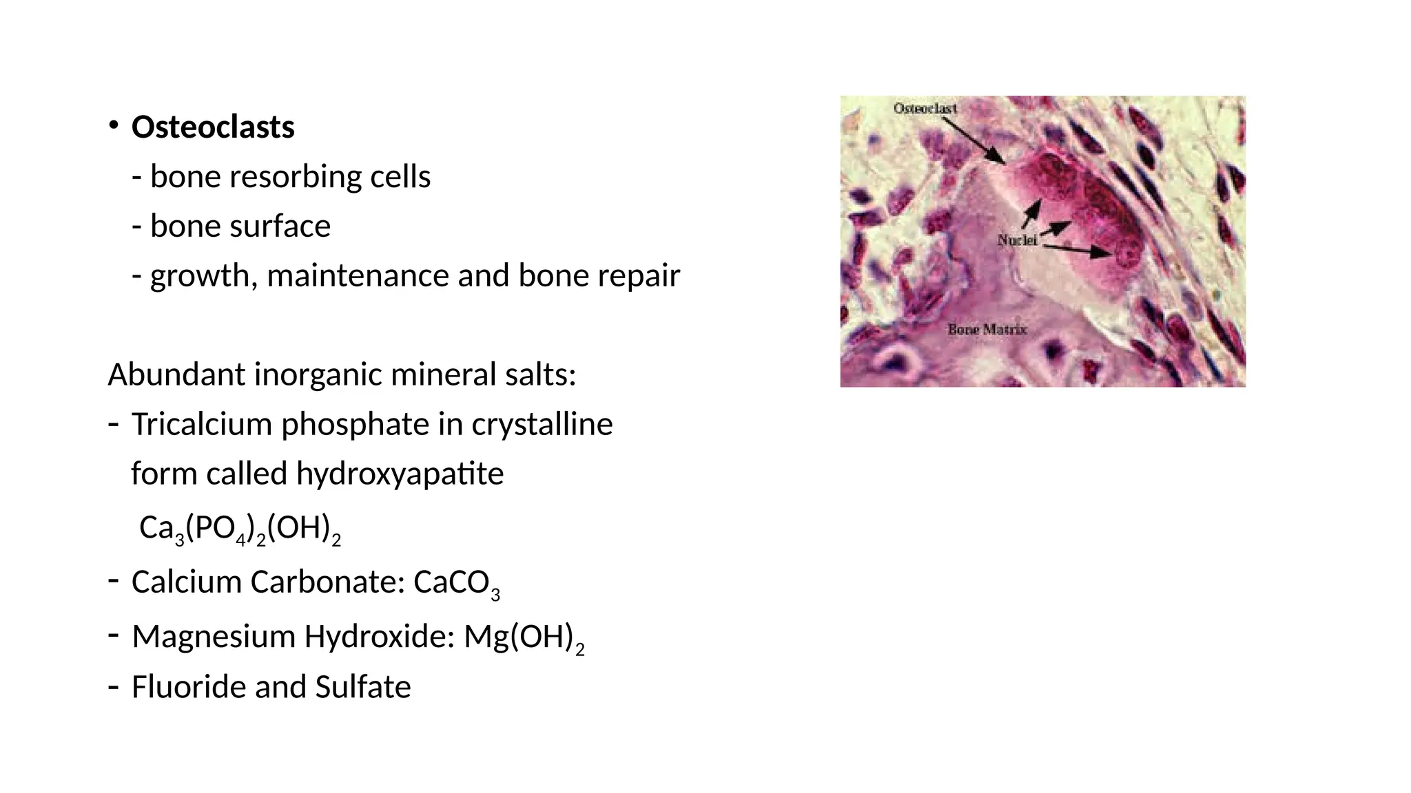 Bone.pptxhuhygygygfcvhhhhyyggghhhhhhhhhh | PPTX