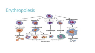Bone-Marrow-Derived Hematopoie ppttic.pptx