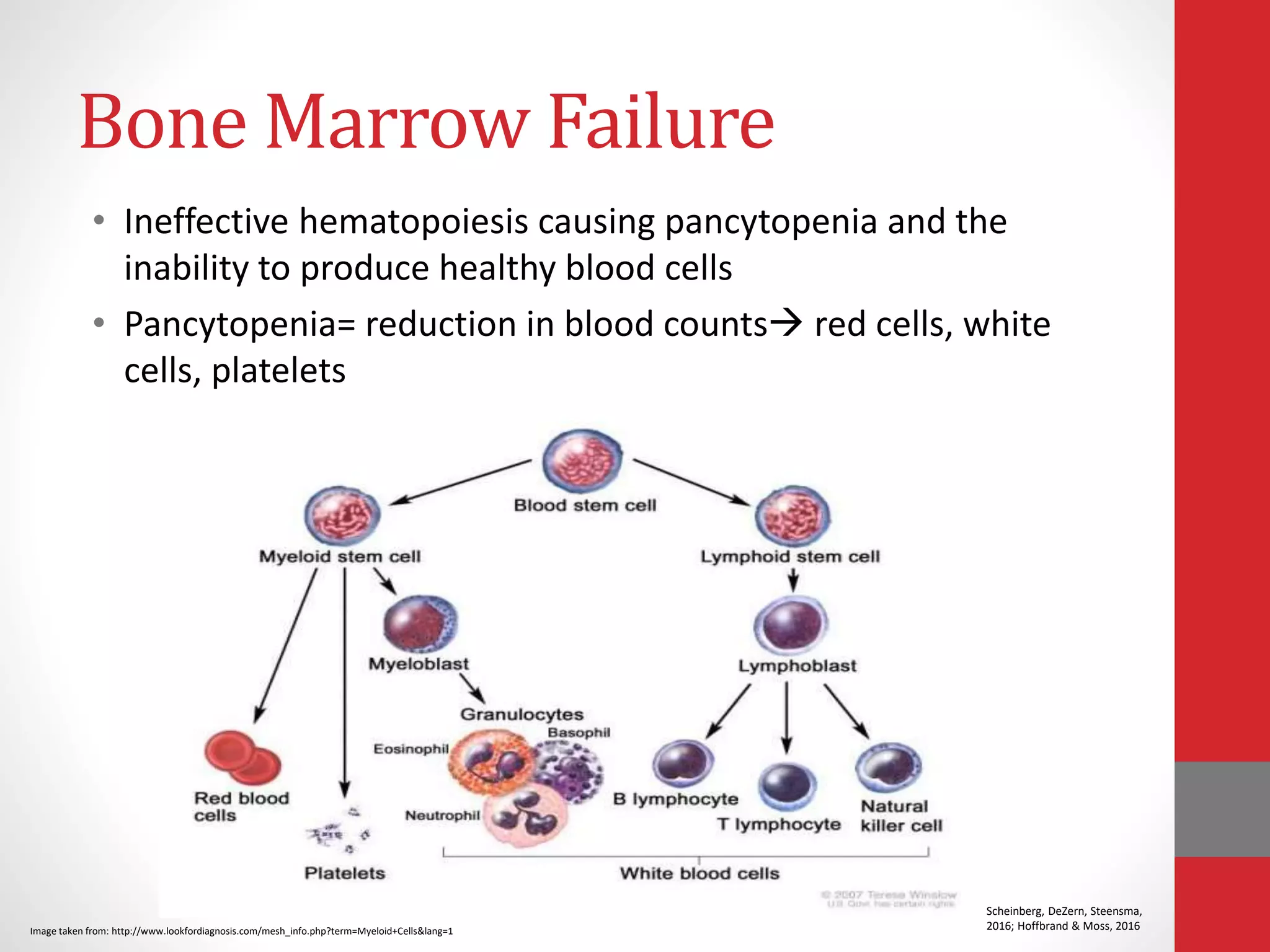 Bone-Marrow-Failure-Diseases-Sept-18-2018 - Copy.pptx