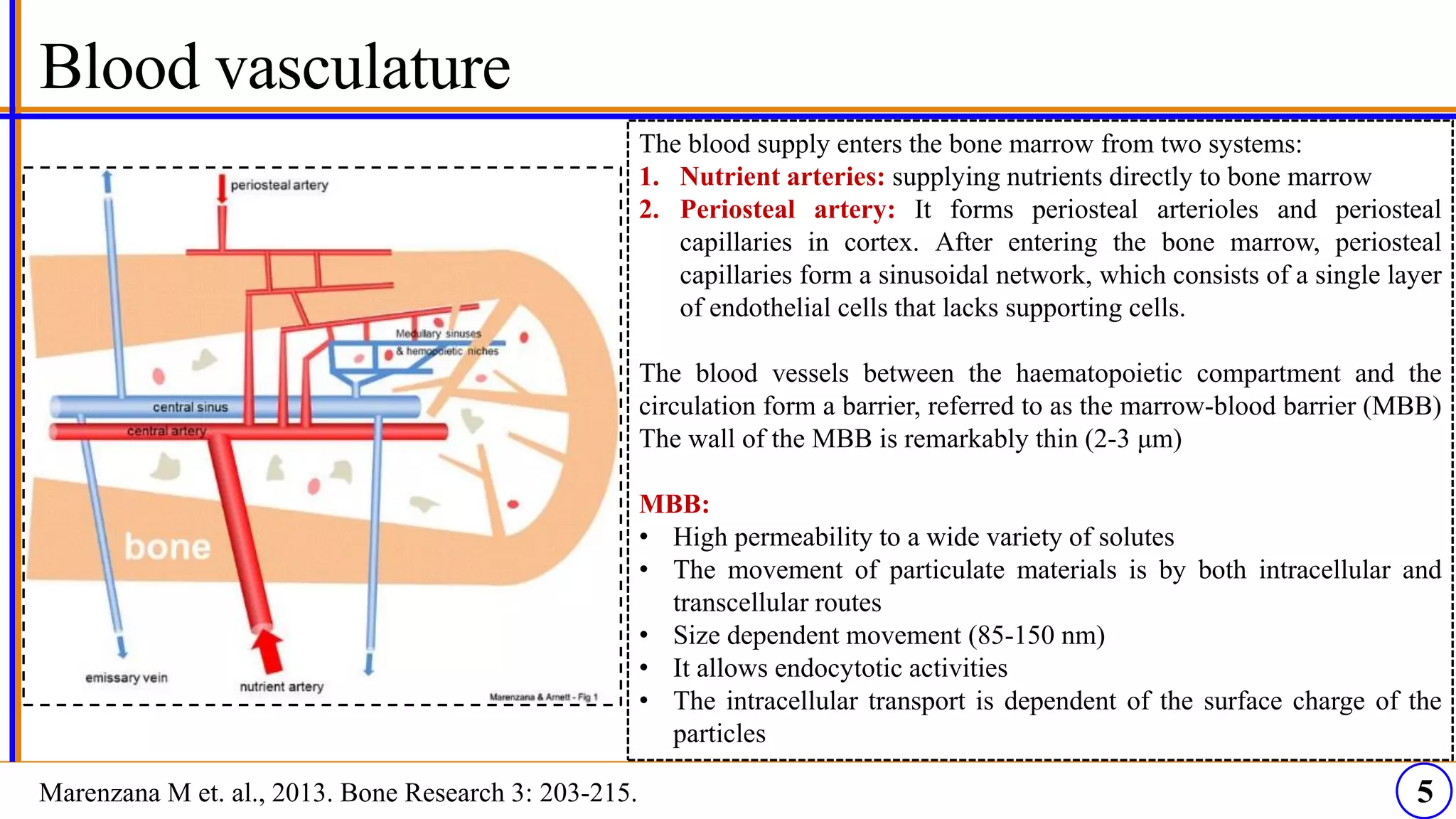 Bone marrow targeting-converted | PDF