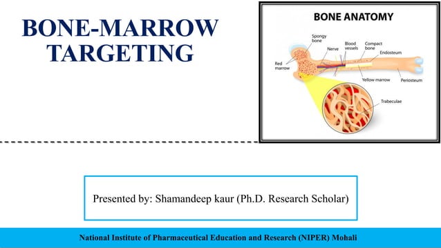 Bone marrow targeting-converted | PDF
