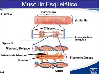 Musculo Esqueletico | PPTX