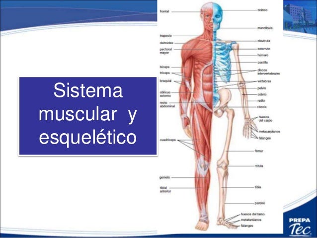 Musculo Esqueletico