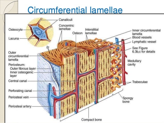 Interstitial Lamellae And Circumferential Lamellae Bones, Joints,