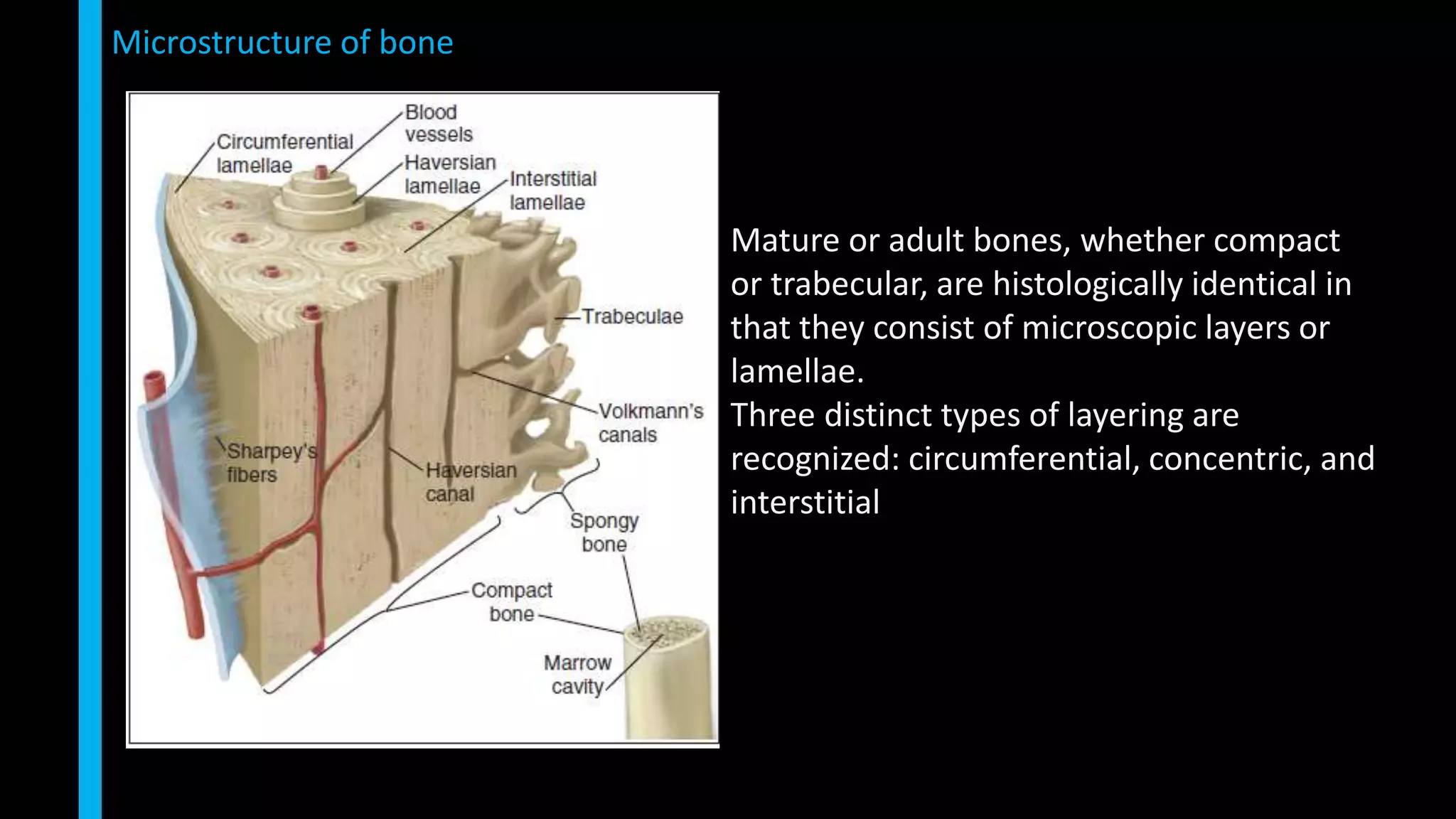 Bone basics for dentists | PPTX