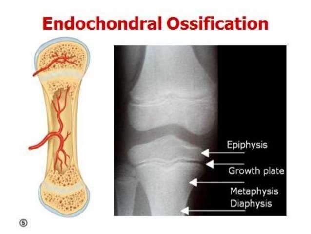 Bone age estimation