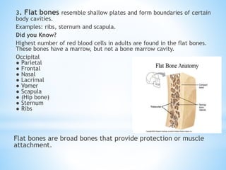 bone anatomy.pptx