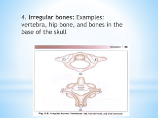 bone anatomy.pptx