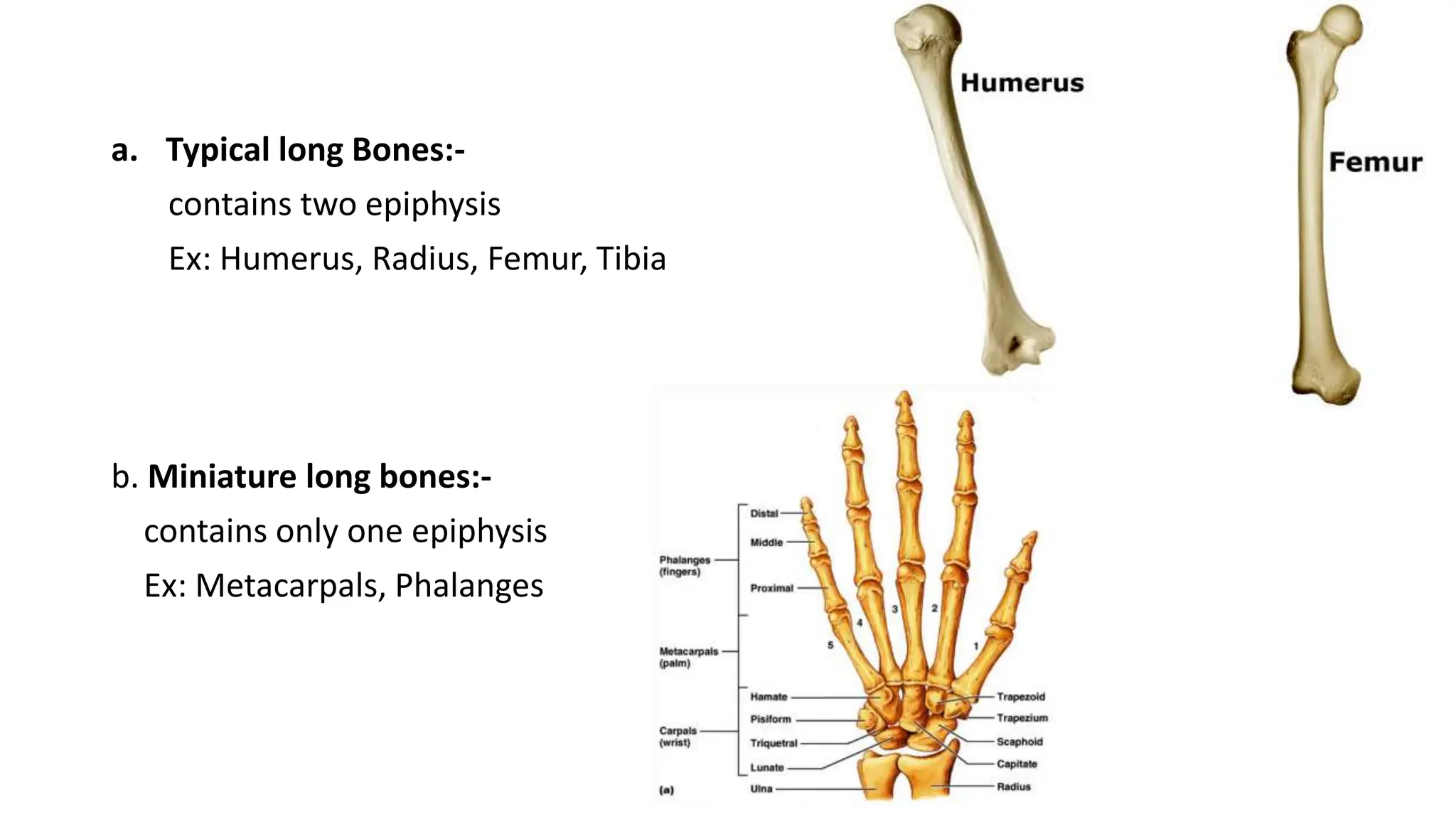 BONE ANATOMY.pptx