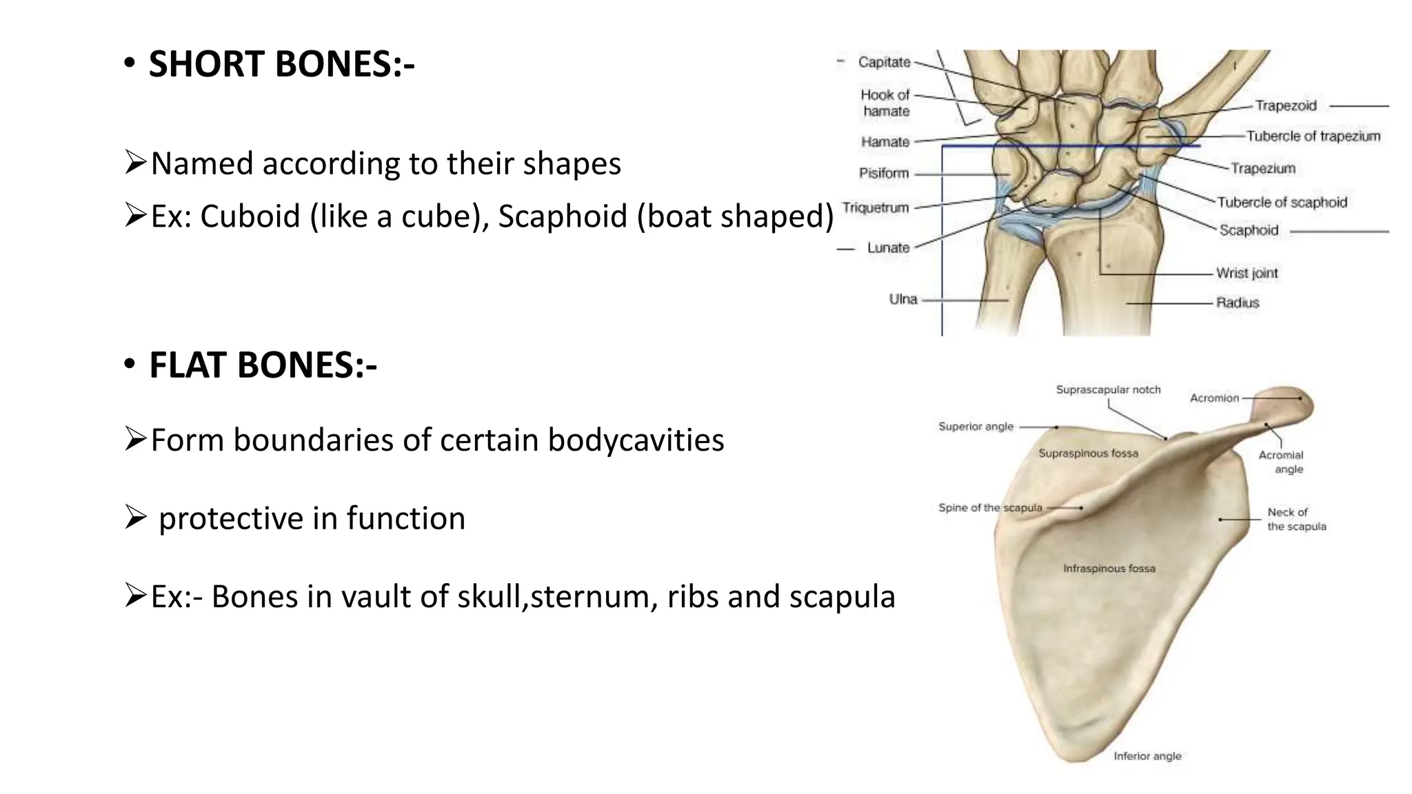 BONE ANATOMY.pptx