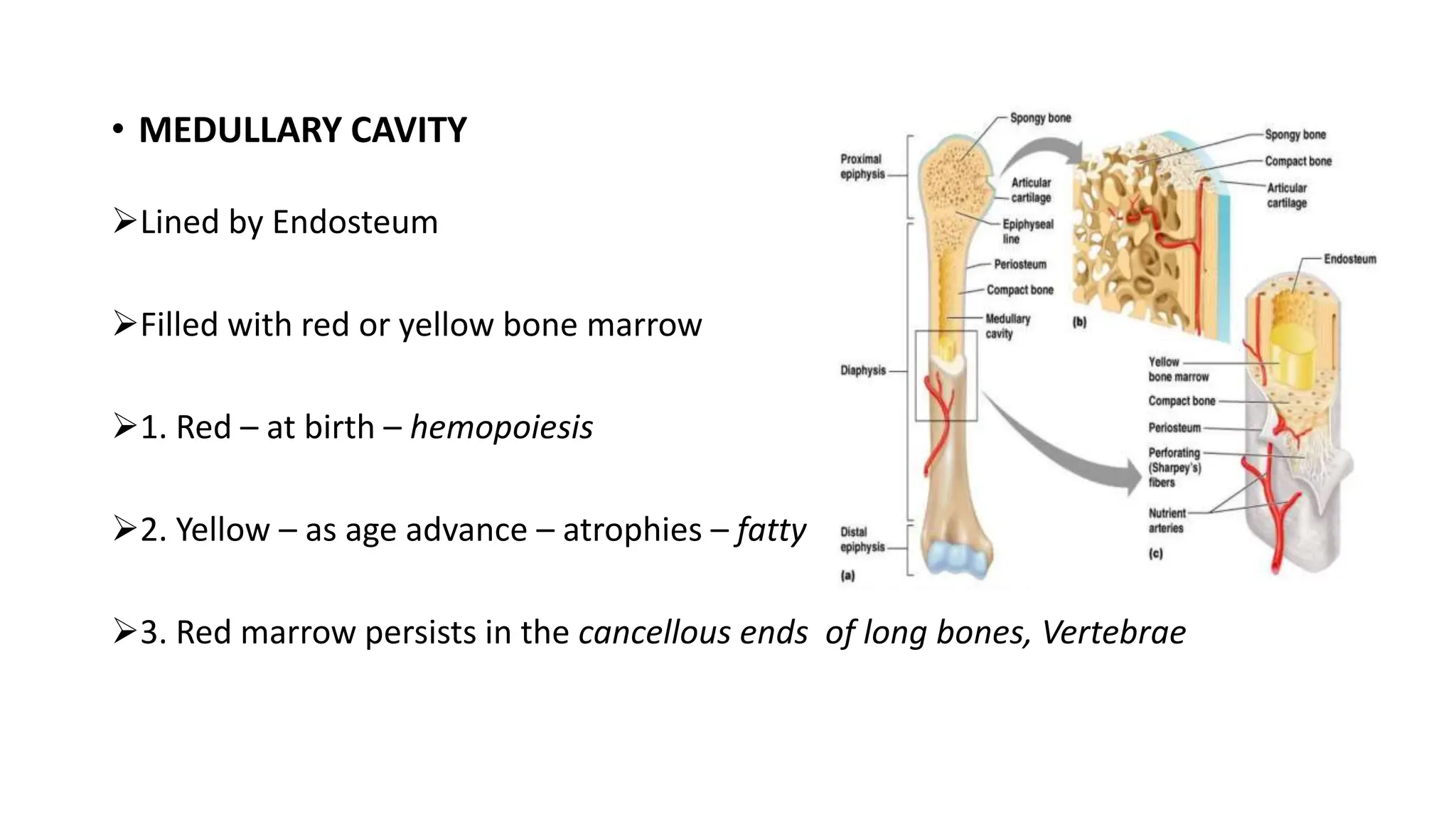 BONE ANATOMY.pptx