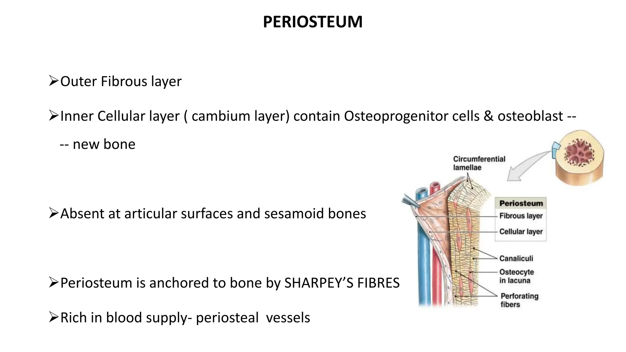 BONE ANATOMY.pptx