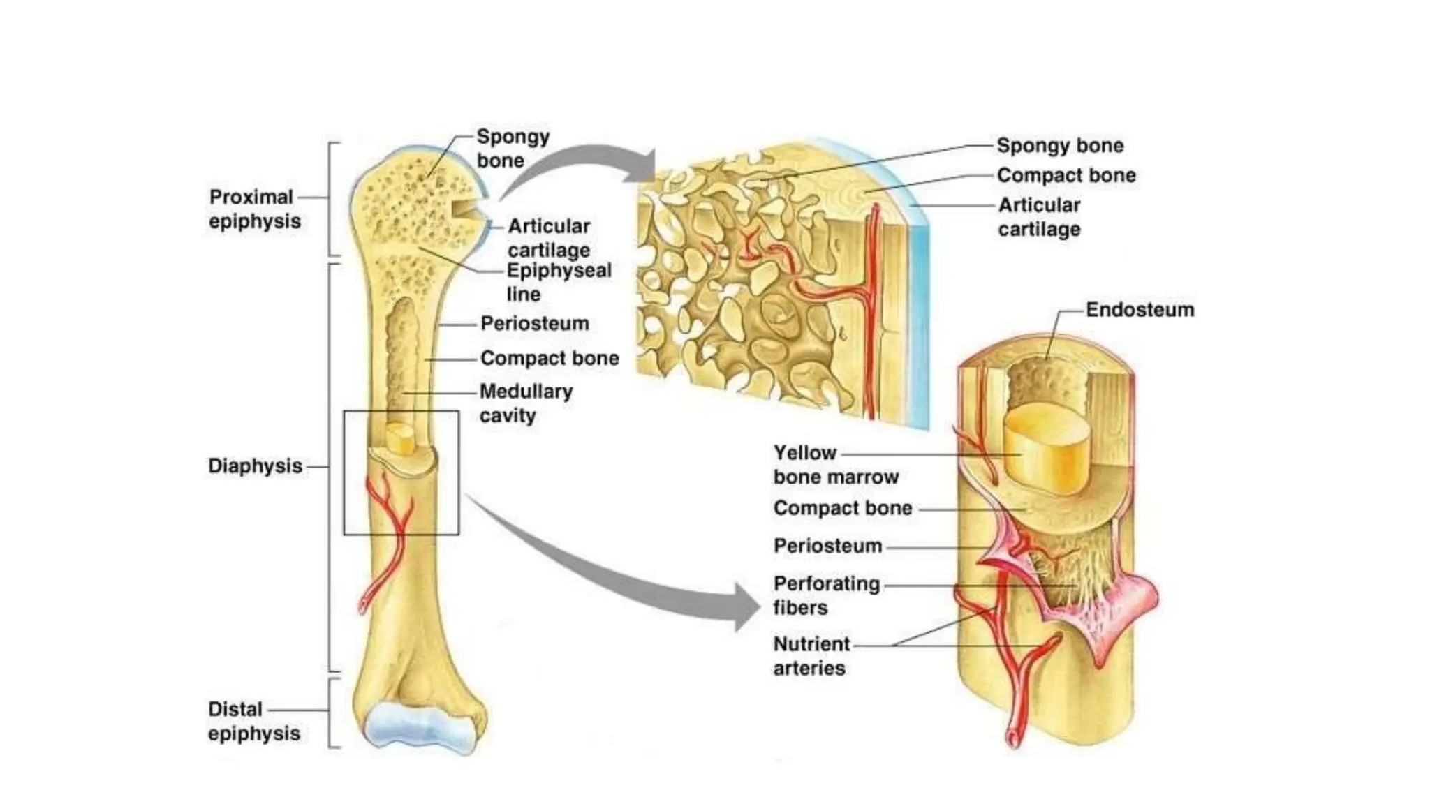 BONE ANATOMY.pptx