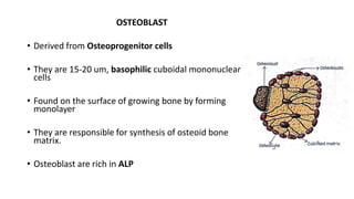 BONE ANATOMY.pptx