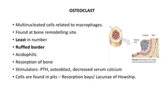 BONE ANATOMY.pptx