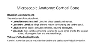 BONE ANATOMY , HISTOLOGY, FORMATION OF BONE | PPTX