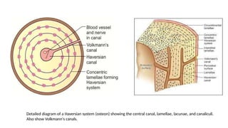 BONE ANATOMY , HISTOLOGY, FORMATION OF BONE | PPTX
