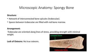 BONE ANATOMY , HISTOLOGY, FORMATION OF BONE | PPTX