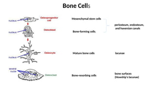 BONE ANATOMY , HISTOLOGY, FORMATION OF BONE | PPTX